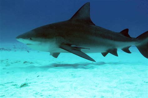 Why Bull Sharks Are Swimming Up Us Freshwater Streams