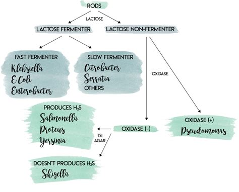 Gram Negative Lab Algorithm Algorithm Negativity Nursing Babe Survival