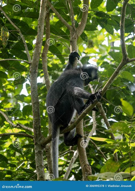 One Thomas Langur Presbytis Thomasi Sits On A Tree In Gunung Leuser National Park Sumatra