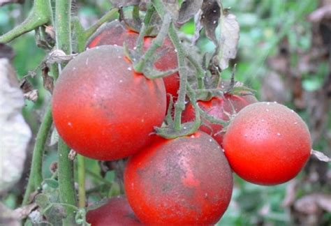 La Plaga De La Mosca Blanca En El Cultivo Del Tomate