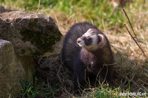 Iltis – naturfotoBLOG
