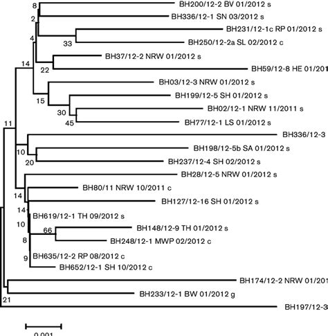 maximum likelihood tree of m segment sequences obtained from the 23