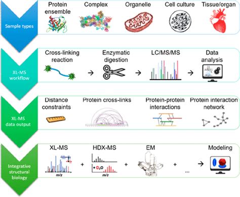 Cross Linking Mass Spectrometry For Investigating Protein Conformations And Proteinprotein