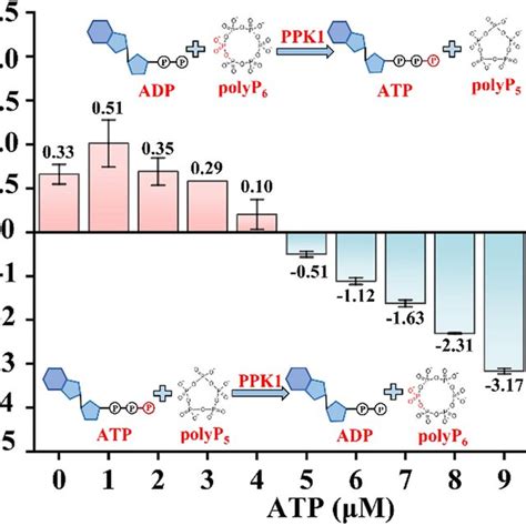 Ppk Mediated Atp Regeneration System Coupled With ɛ Pl Biosynthesis Download Scientific Diagram