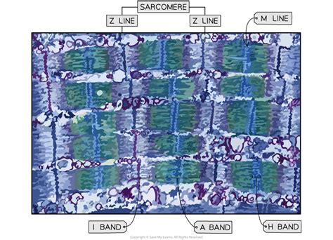 Skeletal Muscle Under Microscope Labeled
