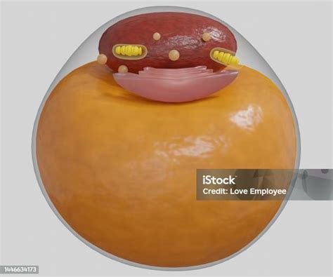 Adiposit Terisolasi Juga Dikenal Sebagai Liposit Dan Selsel Lemak Foto