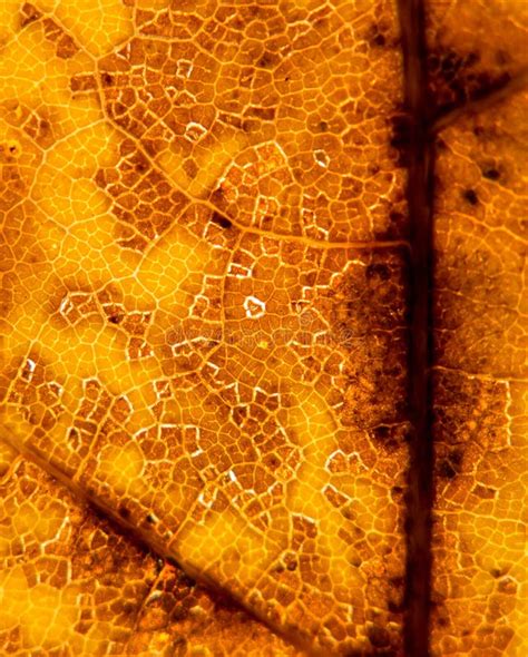 Structure Of Autumn Leaf Stock Image Image Of Close 63303979