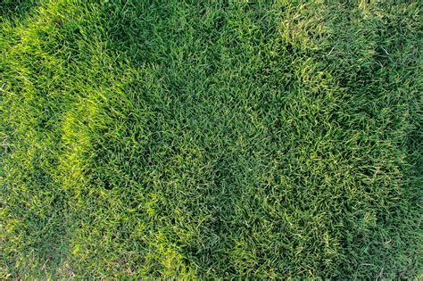 잔디 푸성귀 여름 Pixabay의 무료 사진 Pixabay