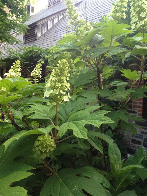 Maple Leaf Hydrangea Houseplants Plants Perennials