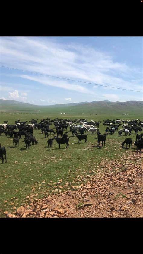 Малын гаралтай дайвар бүтээгдэхүүн өөх тос авах зарах