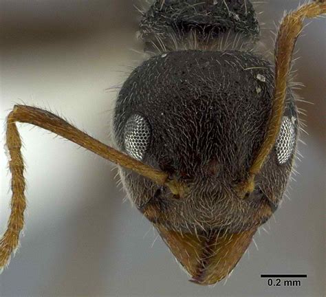 Dolichoderus Thoracicus Antkey