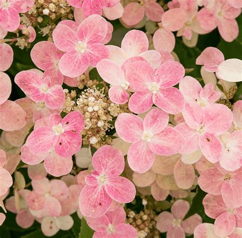 Hydrangea Paniculata Light Pink Patch