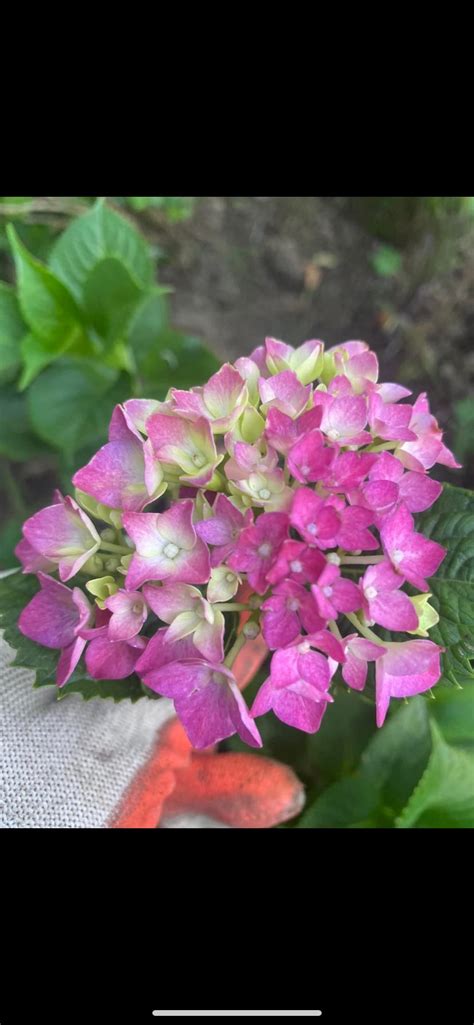 ხატიას სანერგე ხატიას სანერგე ტყვიავში 593907143