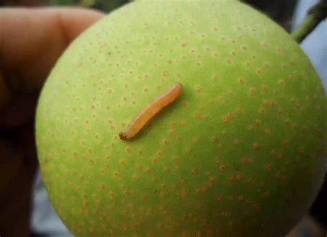 梢果杀手——梨小食心虫