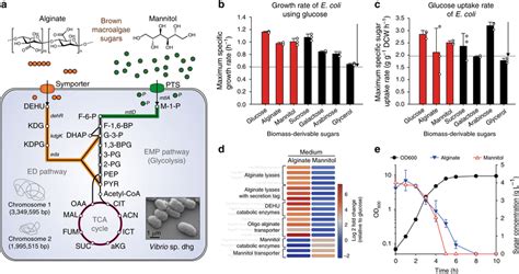 Vibrio Sp Dhg As A Microbial Platform For Brown Macroalgae