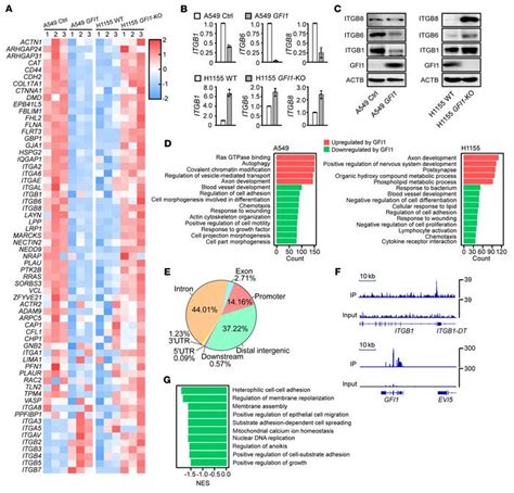 Jci Hematopoietic Transcription Factor Gfi1 Promotes Anchorage Independence By Sustaining Erk