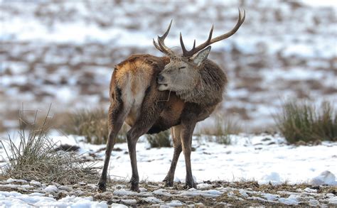 RED STAG....Scotland. | Paul Hazell | Flickr