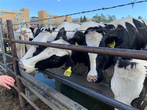 Claude35 Sonnet Function Calling Using Amazon Bedrock Converse Api By Ginny Huang Medium