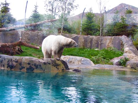 Rizzo The Polar Bear Utahs Hogle Zoo Anna C Brandão Alves Flickr