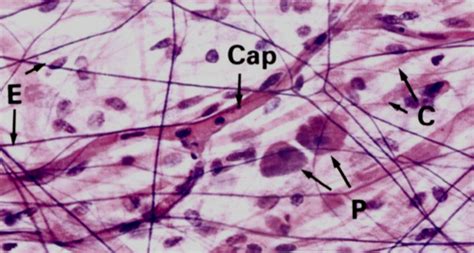 Histology Connective Tissue Flashcards Quizlet
