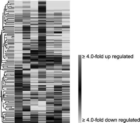 Unsupervised Hierarchical Clustering Of MiRNA Expression Patterns
