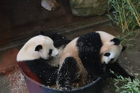 giant pandas wu wen and fan xing take a sawdust bath in ouwehands stock