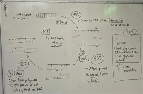 Recombinant DNA Technology Flashcards Quizlet