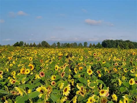 6 Stunning Sunflower Fields In Michigan That Look Like A Dream