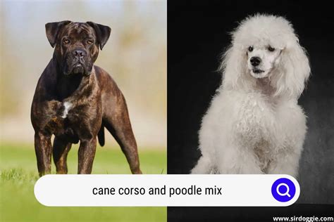 Cane Corso And Poodle Mix A Complete Guide