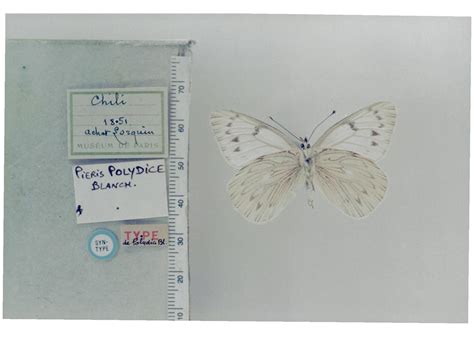 Phulia M Mercedis Type Specimens