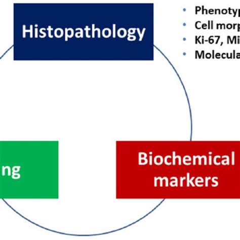 Diagnostic Tools For Nen Classification Nen Neuroendocrine Neoplasm