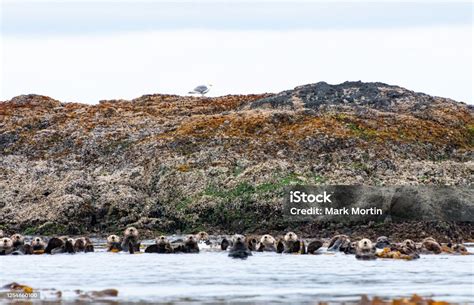 Raft Of Sea Otters In The Ocean With Kelp And Rocky Background Stock
