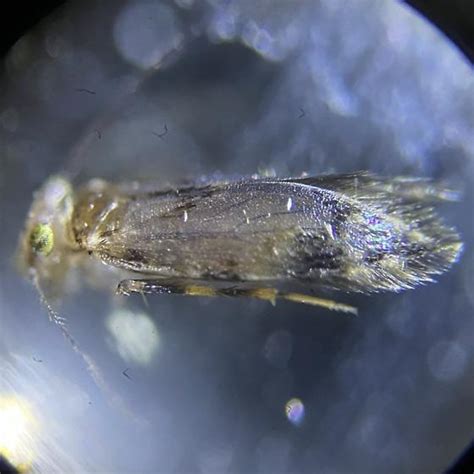 Unknown Tiny Insect Echmepteryx BugGuide Net