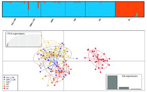 The Upper Plot Differentiation Of Elm Species Based On Bayesian