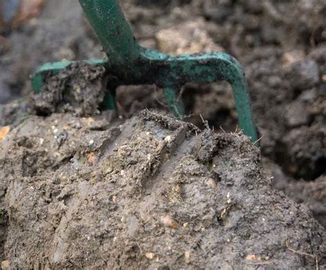 Clay Soil 3 Exclusive Myths Revealed My Friend Bob