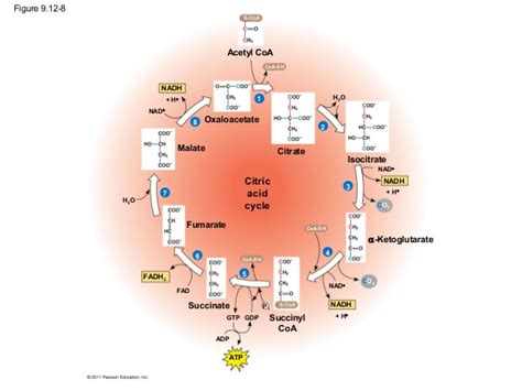 Pyruvate Oxidation And The Krebs Cycle A Level Biology Revision Notes