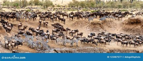 Wildebeest And Zebra Migration Web Banner Stock Image Image Of