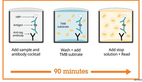 Anti Thrombomodulin Antibody [pbs 01] Ab6980 Abcam