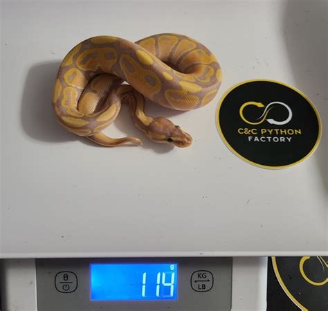 Banana Het Genetic Stripe Ball Python By Candc Python Factory