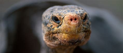 🐢 Evolution Told Through Turtle Scales