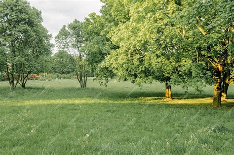 Premium Photo Beautiful Landscape Of Trees And Green Grass