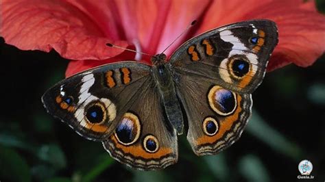 گالری تصاویر پروانه های رنگی و زیبا Art Animaux Peinture