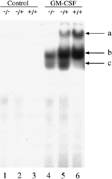 Gm Csf Induction Of Gas Binding Complexes In Bm Derived Macrophages Download Scientific Diagram