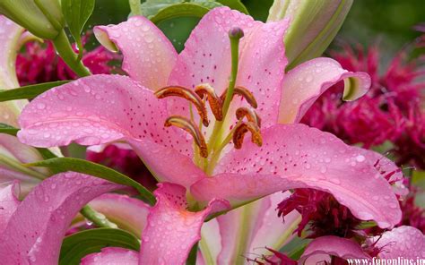 Stargazer Lily Wallpapers Wallpaper Cave