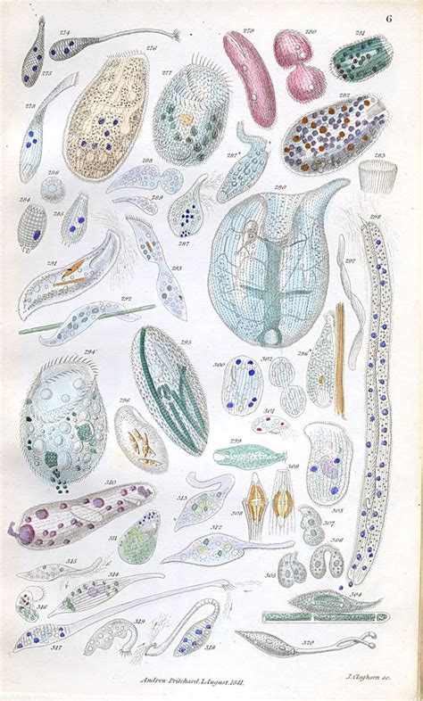 Pin By Jubilee Connor On Art Scientific Illustration Biology Art