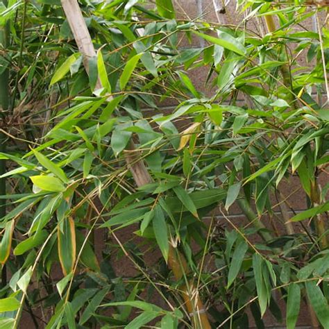 Giant Timber Bamboo Bambusa Oldhamii Plants Express