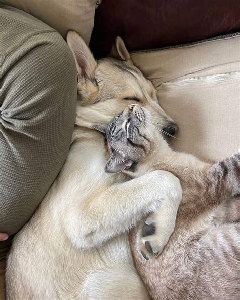 Fifty Four Funny Cats With Dogs Artofit