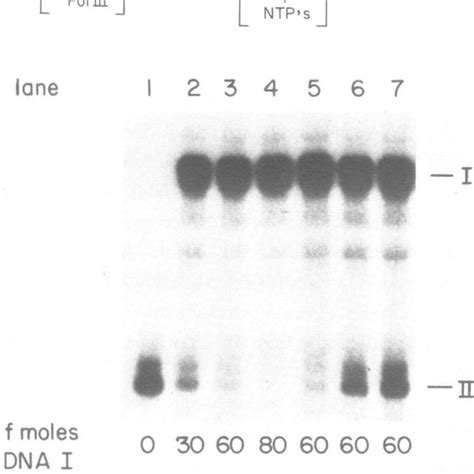 Pdf Separation Of Tfiiic Into Two Functional Components By Sequence
