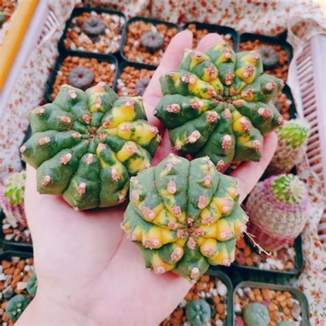🌵offset Root Gymno 锦侧芽根 Succulent Cactus Shopee Malaysia