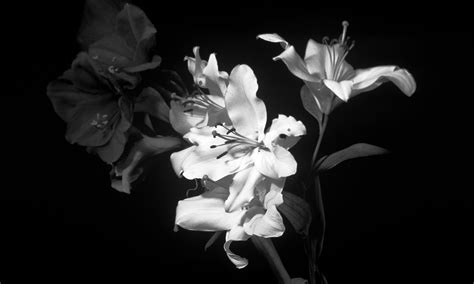 Lily Black And White Wallpaper